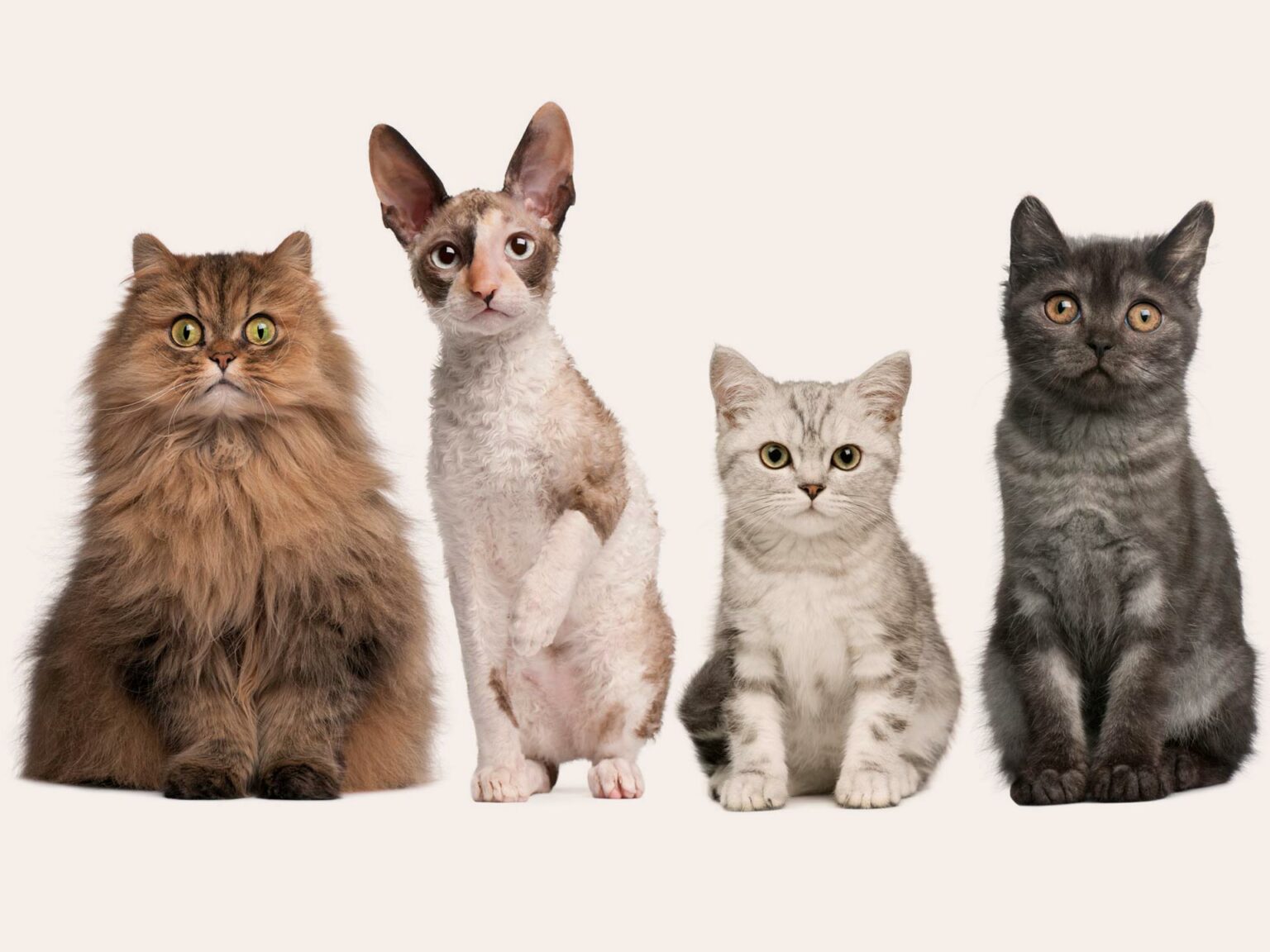 Katzenrassen Von A Bis Z